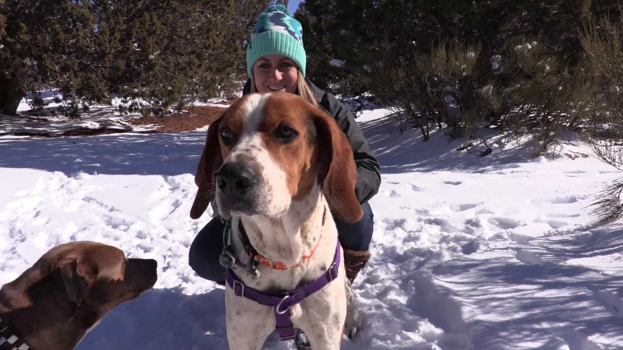 Chronicles at the dog park Fenway and Stax - YouTube