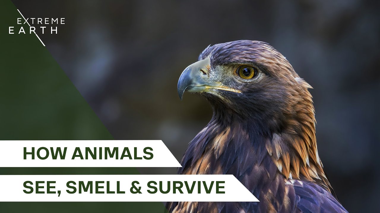 The Hidden World Animals Sense (Animal Documentary) - YouTube