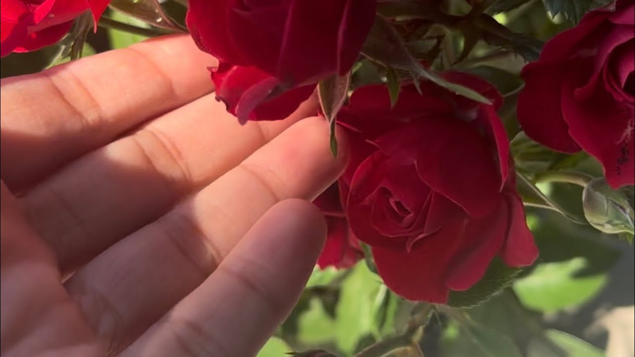 I say hello to these roses every morning before work | look around and ...