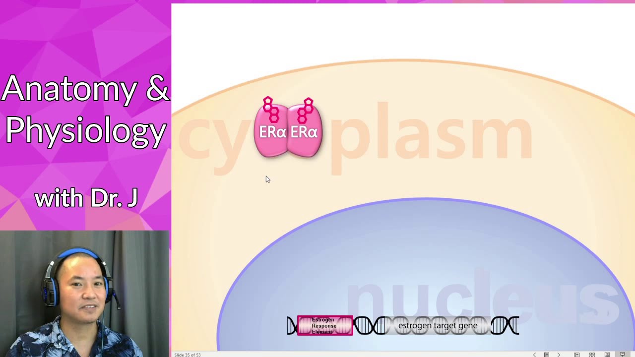 PHYL 142 | Endocrine | Hydrophobic Hormones & Intracellular Hormone Receptors - YouTube