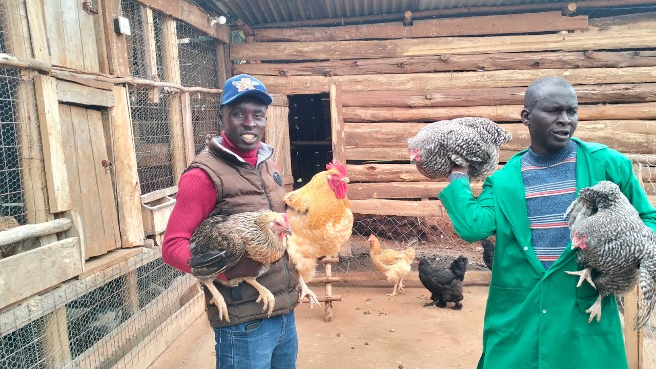 Ornamental Bird Farming in Kenya.#farmwithReuben in kisii county ...