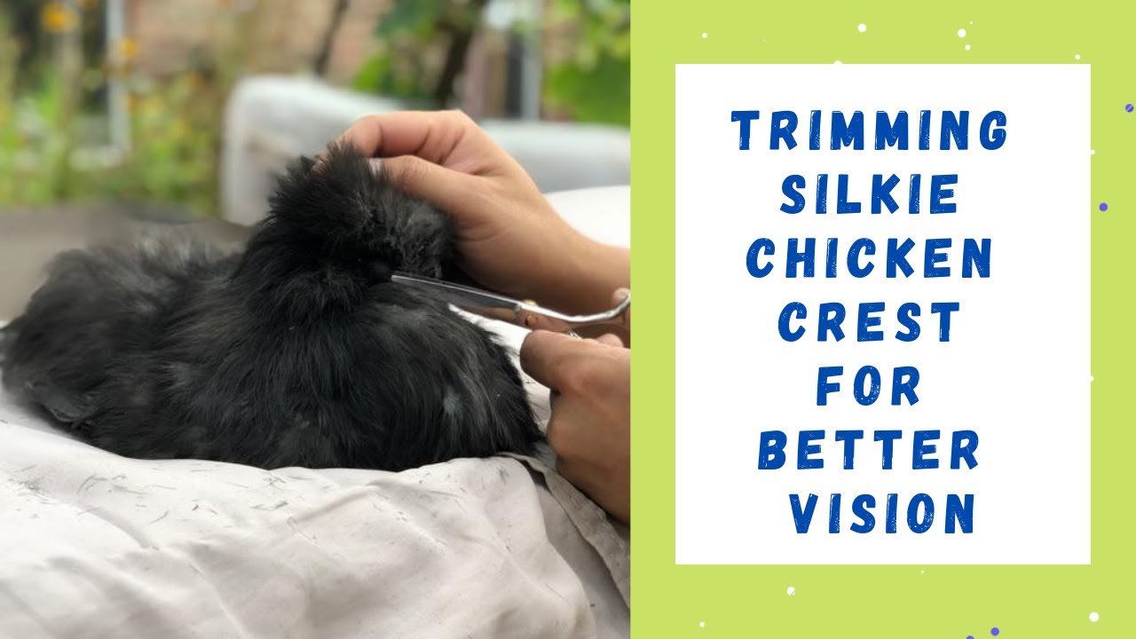 Trimming Silkie Chicken Crest For Better Vision - YouTube