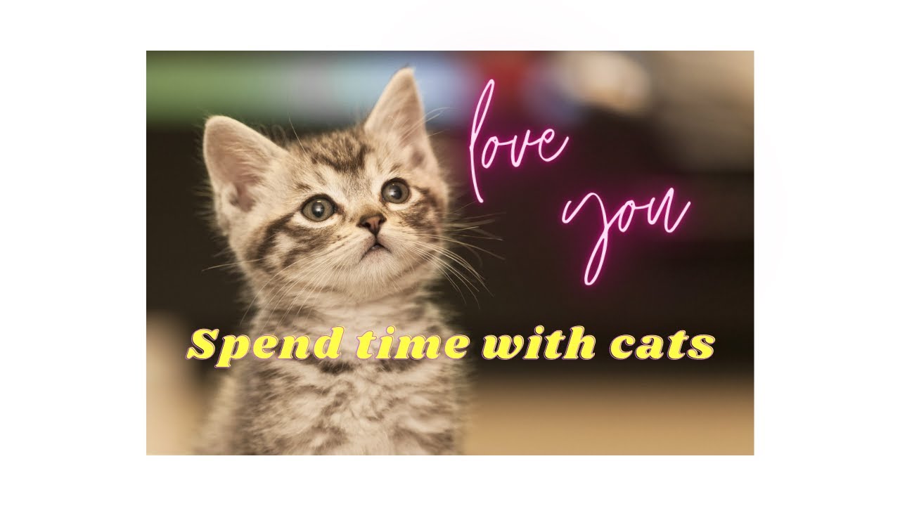 Spend Time With Cats - YouTube