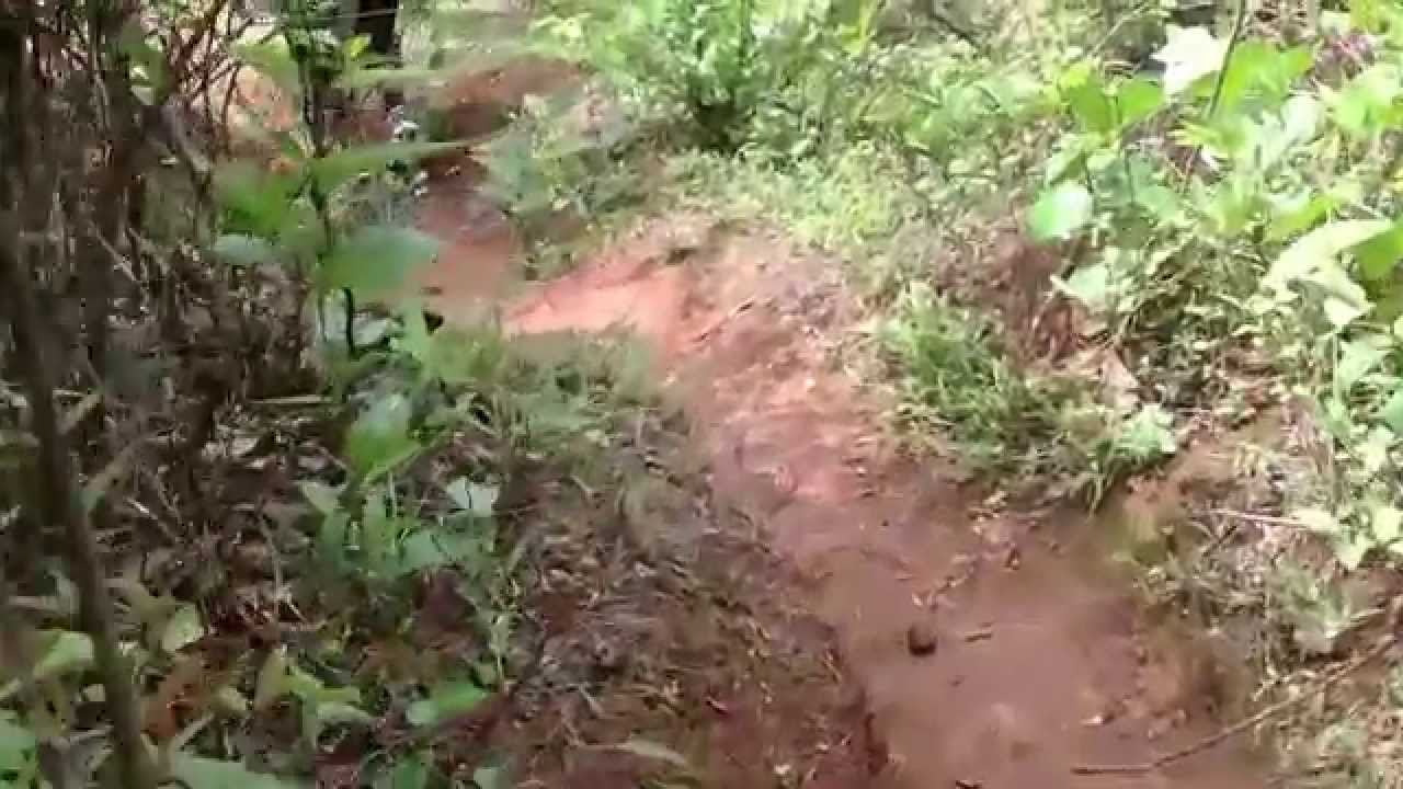 Walking through bushes - YouTube