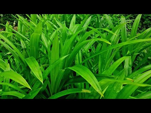 රම්පෙ | pandan leaves | Rampe | sri lanka plants | sri lanka tree ...