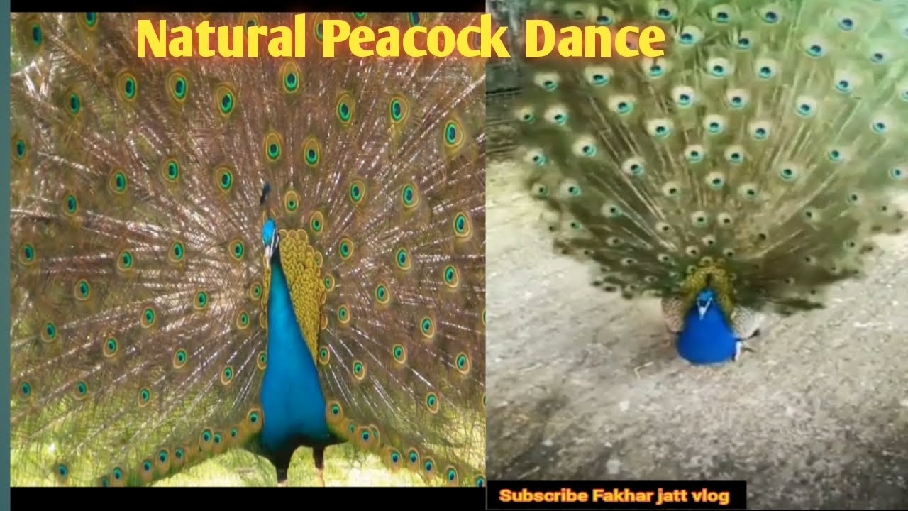 Peacock Dance! Peacock Dance performance! Real peacock Dance! Mor no ...
