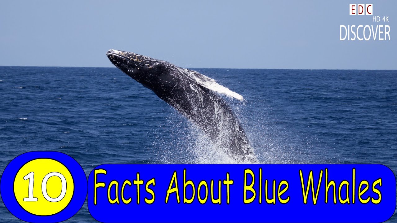 10 FACTS ABOUT BLUE WHALES- Blue Whale expose - YouTube
