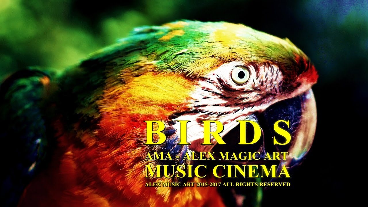B I R D S - YouTube