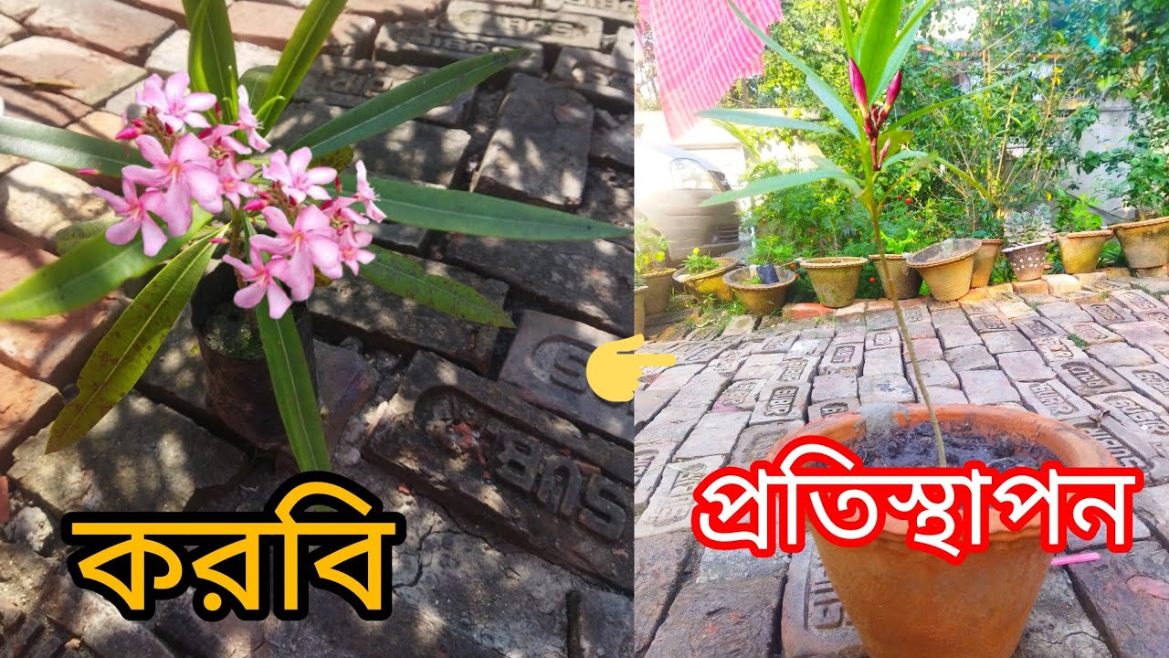 করবি গাছ প্রতিস্থাপন ও আদর্শ মাটি তৈরি/Karabi plant/ Aparna Garden ...