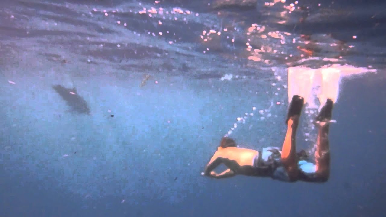 Swimming with Dolphins in Ocean(natural environment) - YouTube