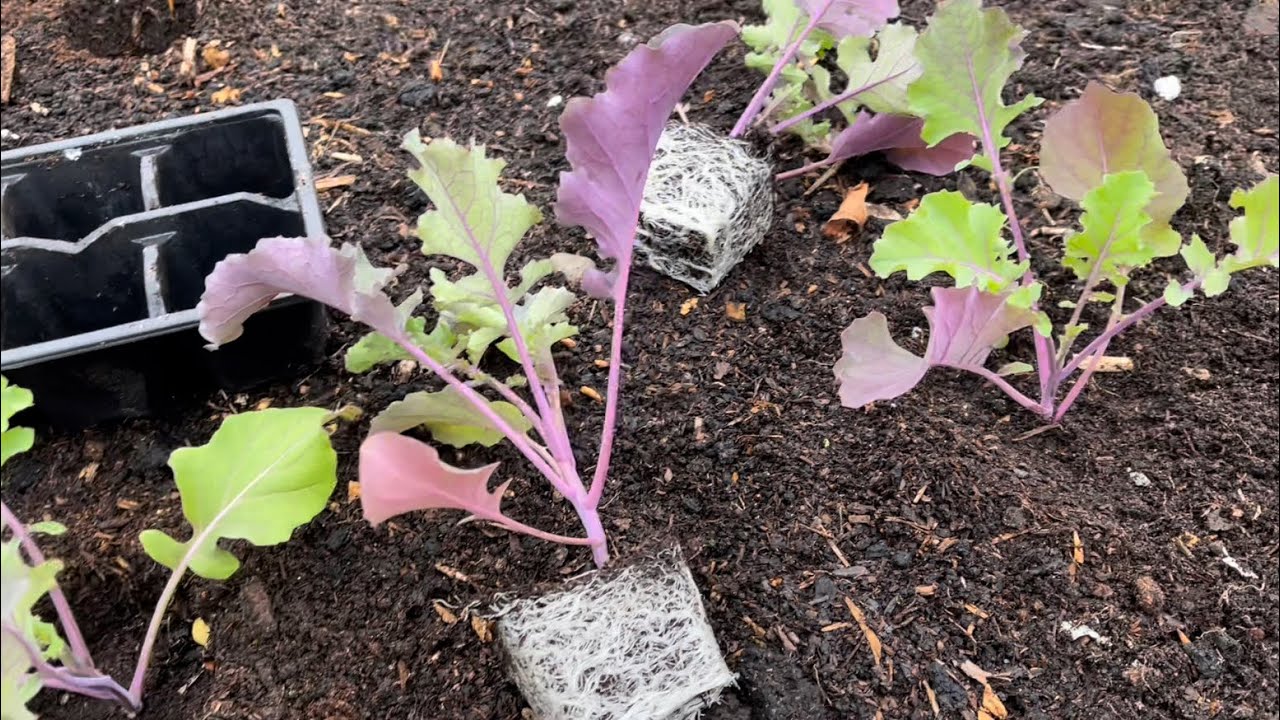 Planting and interplanting the main crop kalettes - YouTube