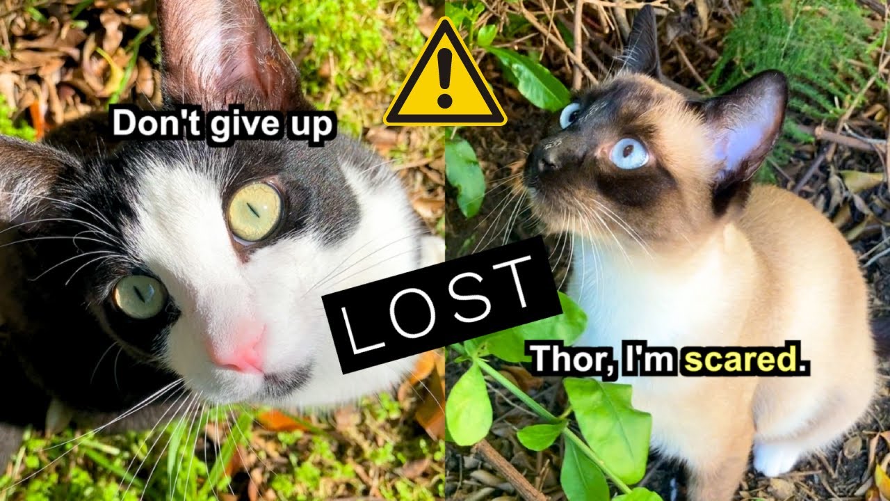 CAT MEME: Cats Talking to Each Other in the Woods | CUTE #catvideos ...