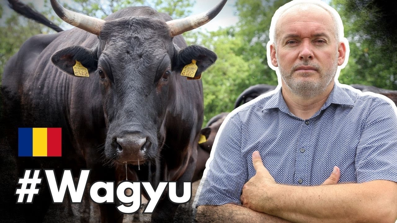 🥩Ferma cu peste 100 de exemplare de vaci Wagyu! - YouTube