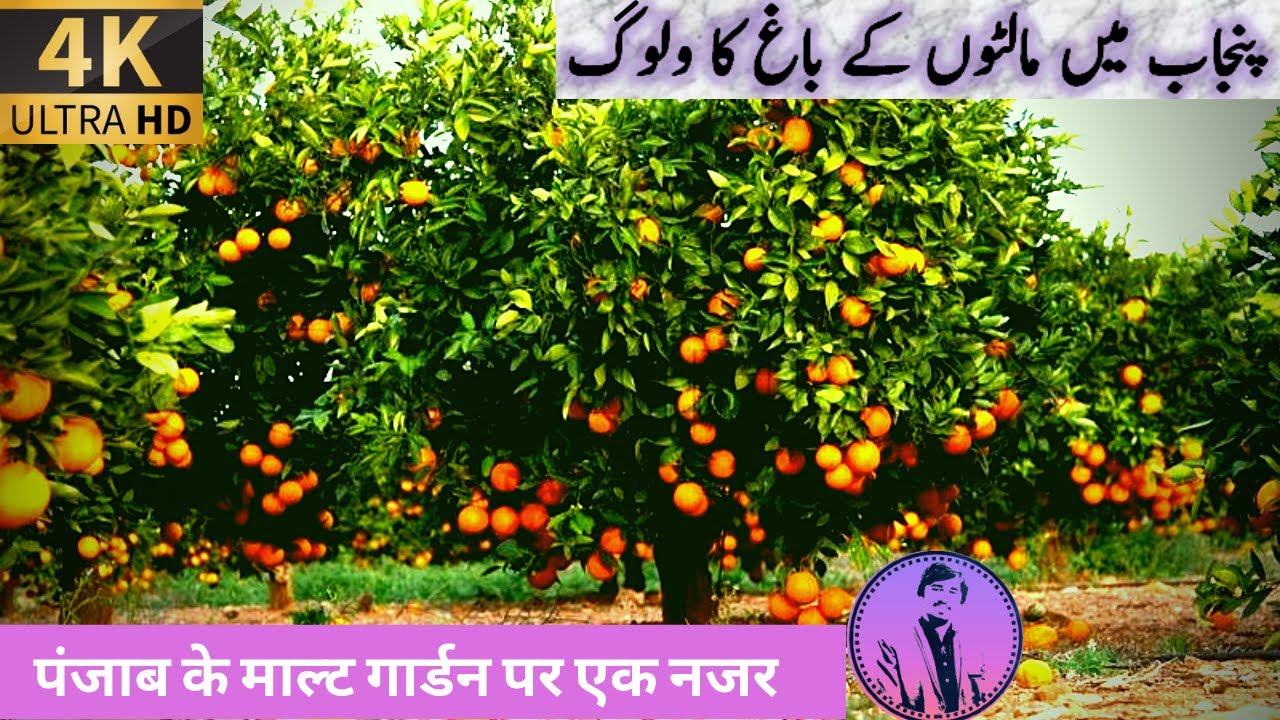 Oranges || Kinnow🍊Farms || Watch A Tour/Vlog To The Citrus Garden ...
