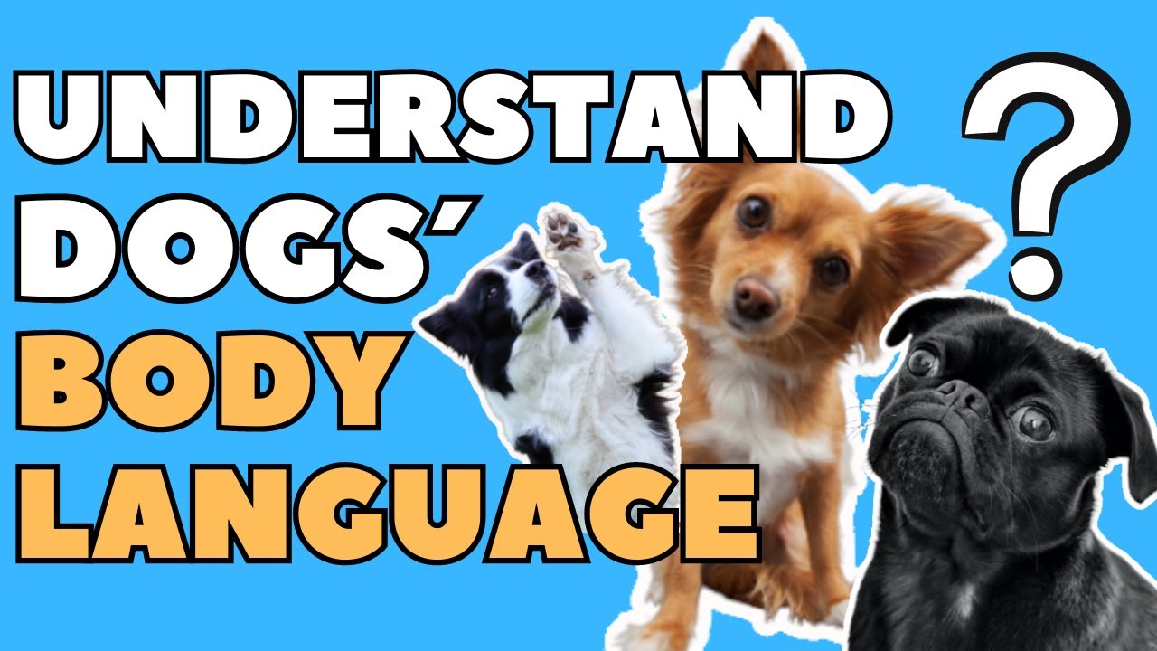 Understanding Dogs Body Language - YouTube