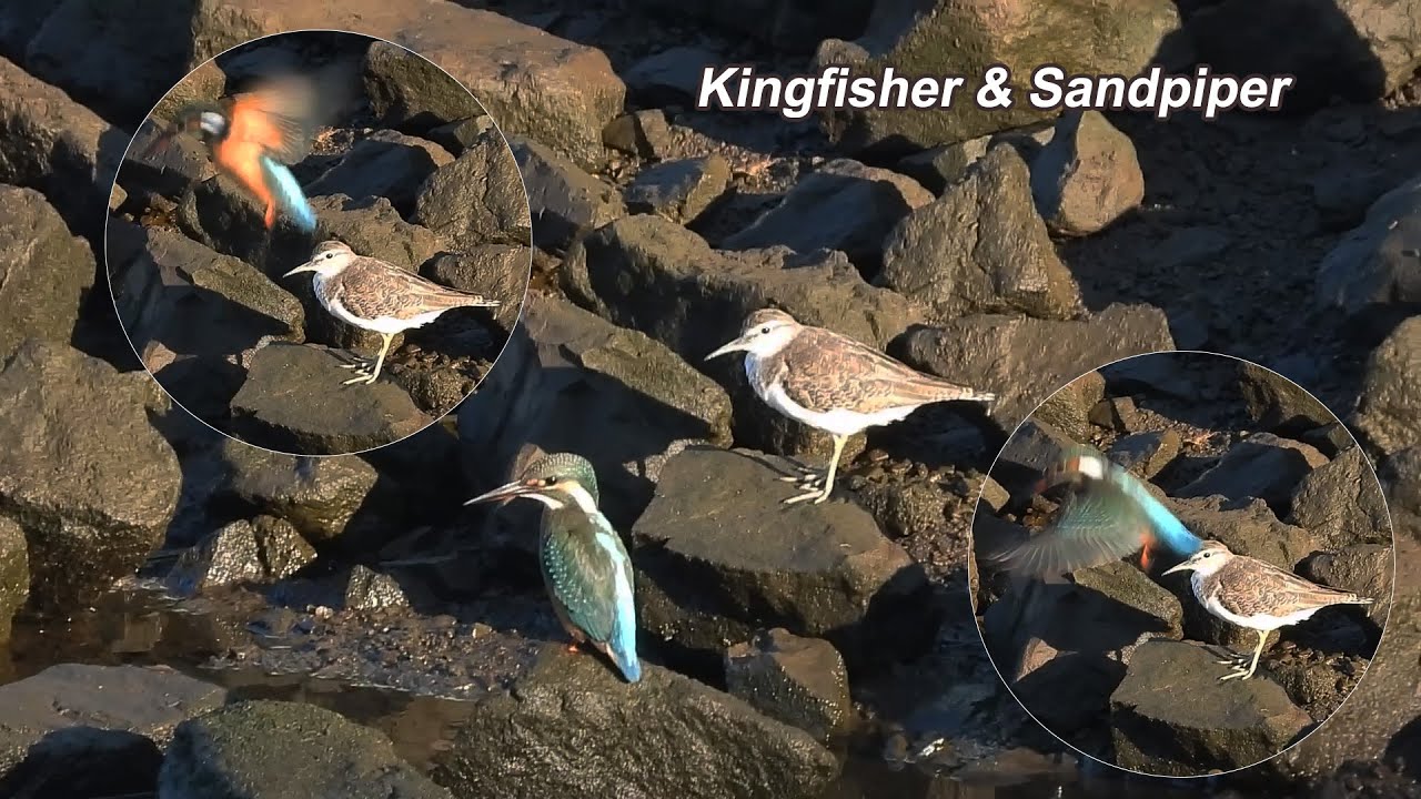 2023 07 29 Kingfisher - Cohabitation of Kingfisher and Sandpiper - YouTube