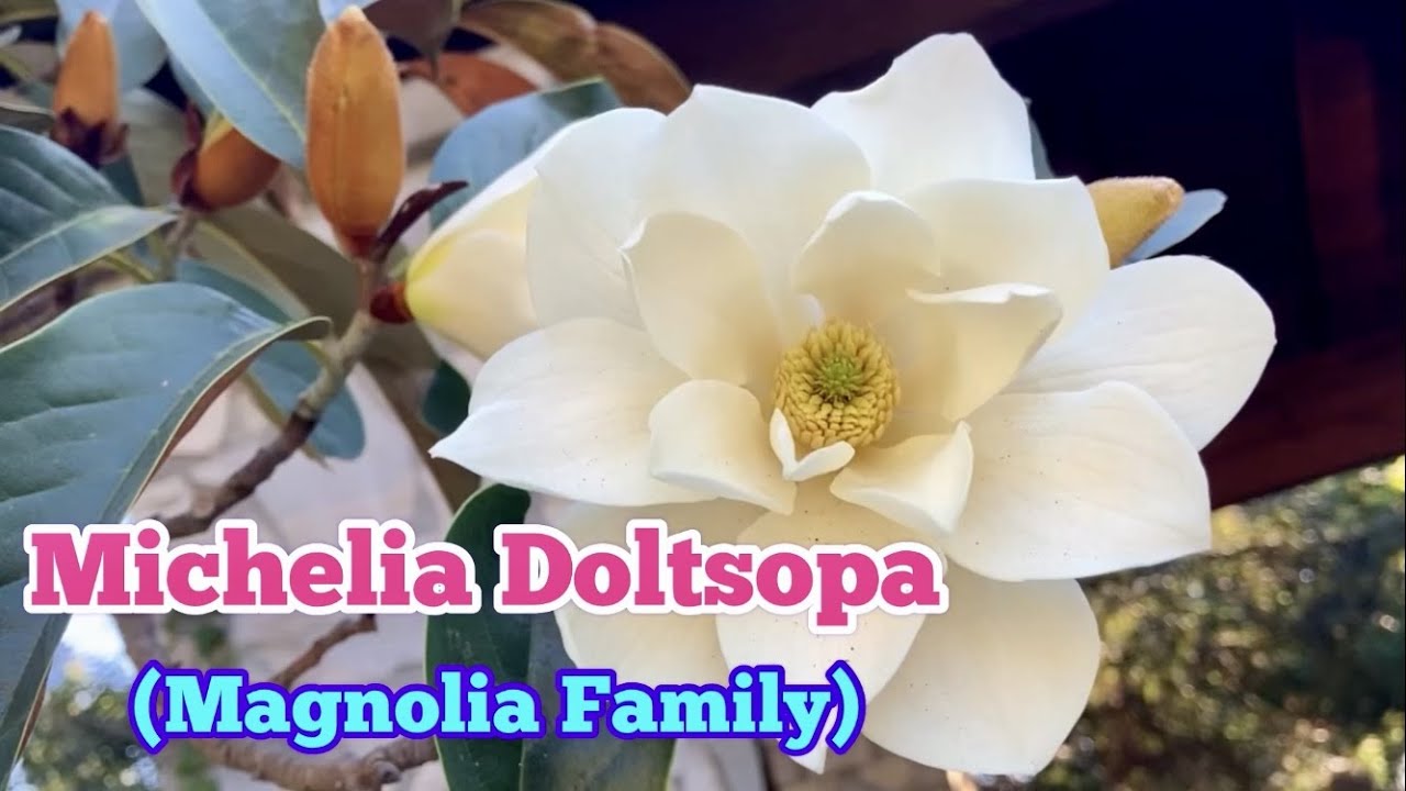 🔴Michelia Doltsopa (Magnolia Family) ~ Fragrant Flowering Tree ~ IN ...