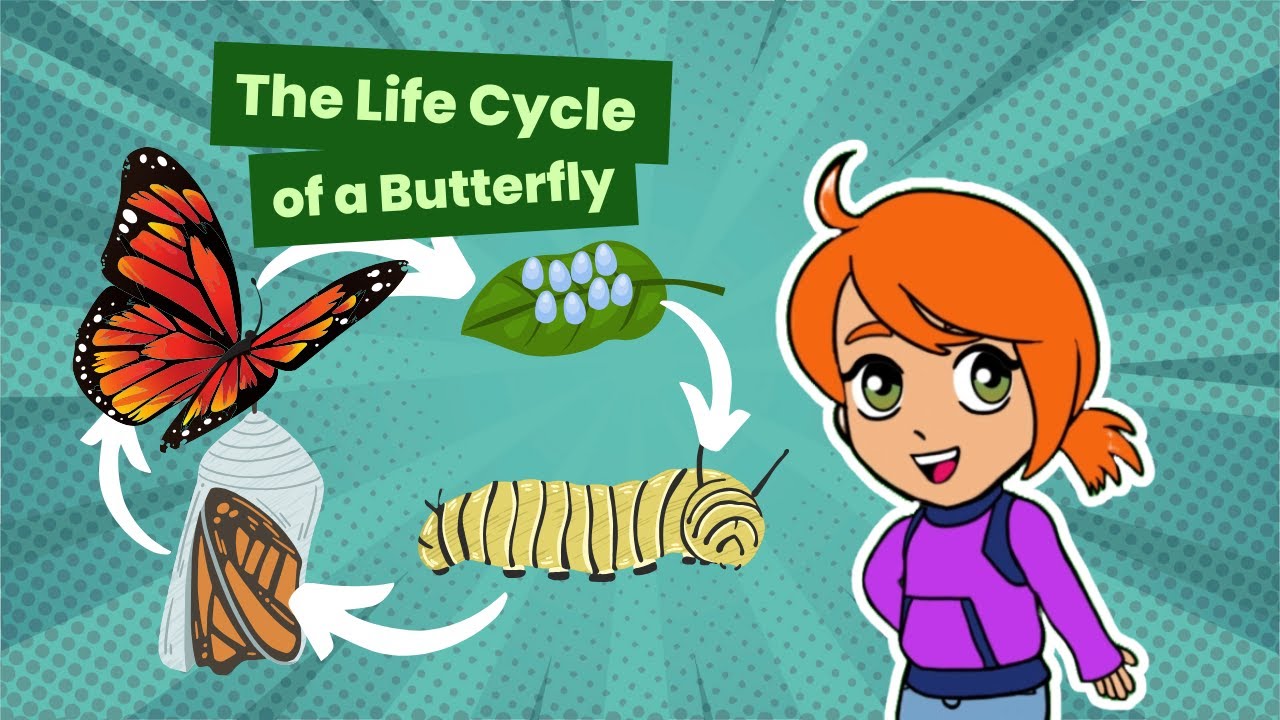Amazing Life Cycle of a Butterfly! 🦋 | Fun and Educational for Kids ...