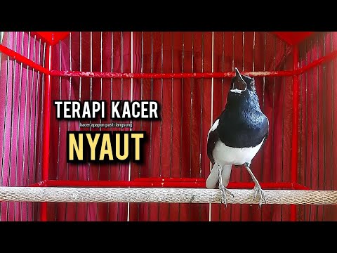 SUARA BURUNG kacer gacor NGEPLONG tarung ini paling ampuh buat PANCINGAN KACER agar EMOSI