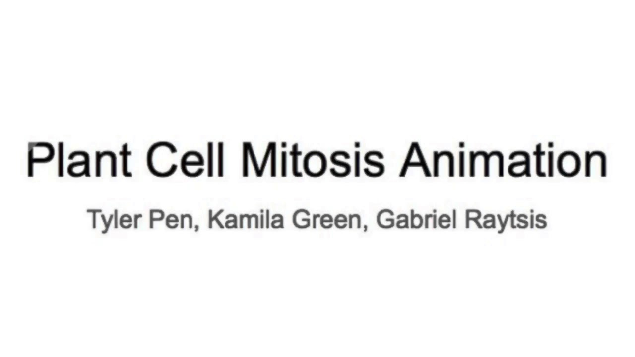 Mitosis Animation Project - YouTube