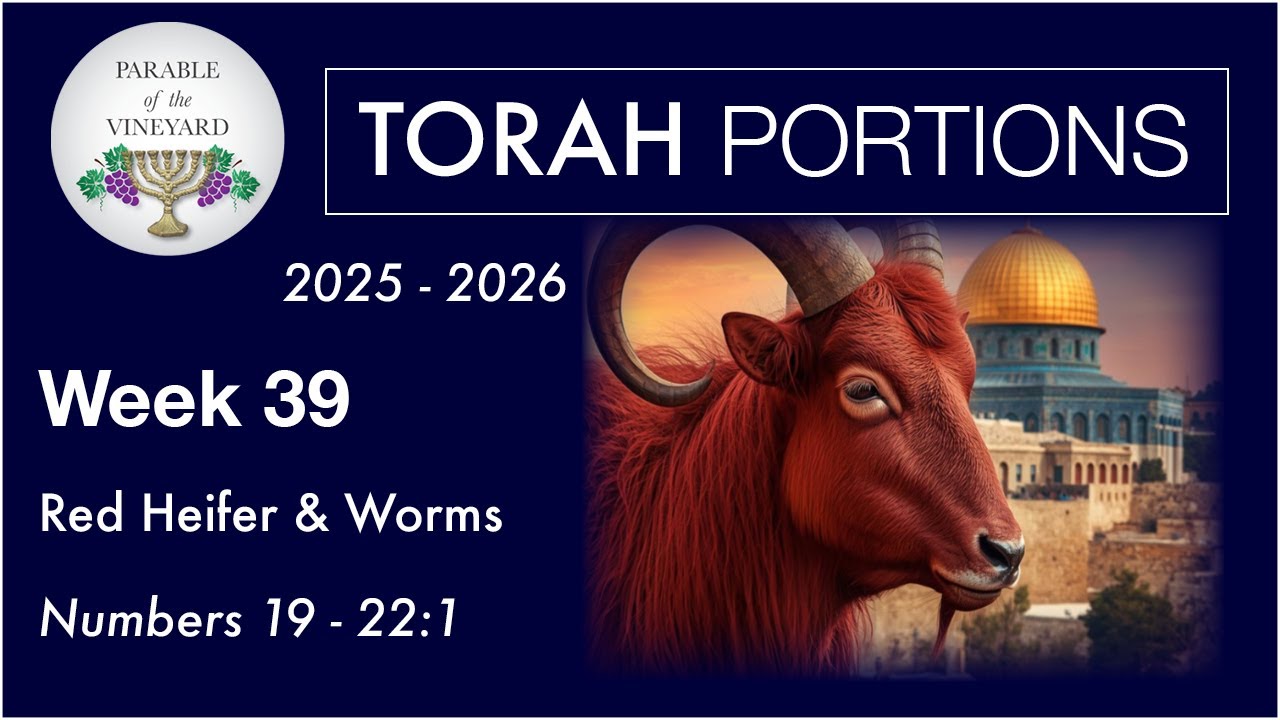 Torah Portion Week 39 - Numbers 19:1 - 22:1 (Red Heifer & Crimson Worm ...