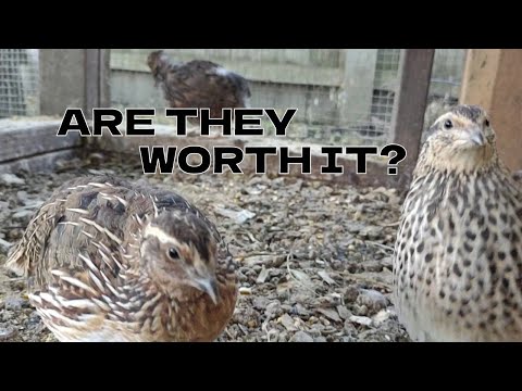 What Kind Of Bushes Do Quail Like To Live In