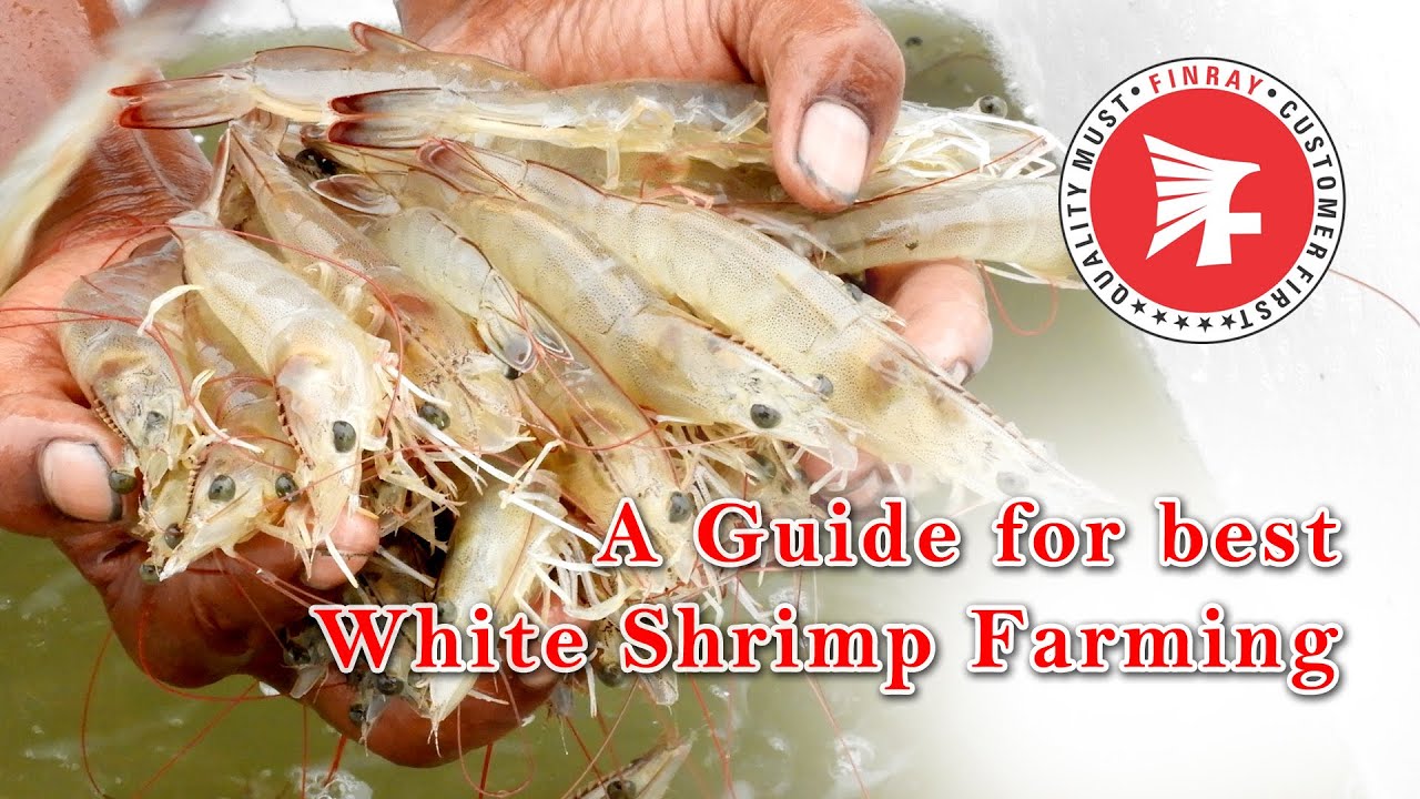 A Guide for best White #Shrimp Farming | #vannamei shrimp | #India ...