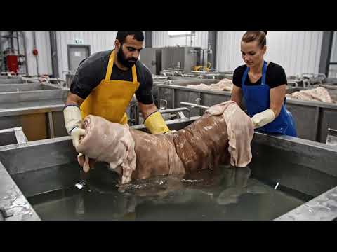 Inside Modern Snake-Leather Factory: From Snake Skin to Luxury Jacket and Bags (Full Process)