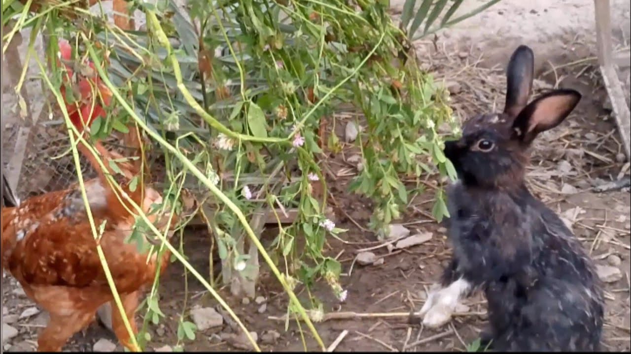 Hen video||Desi hen farming at home|Desi hen farming - YouTube