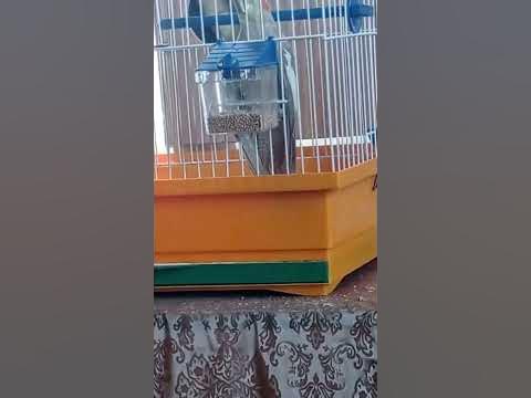 Карелла поёт - YouTube