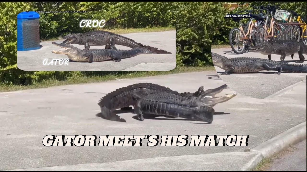 GATOR MEET'S HIS MATCH #crocodile #gator #florida - YouTube