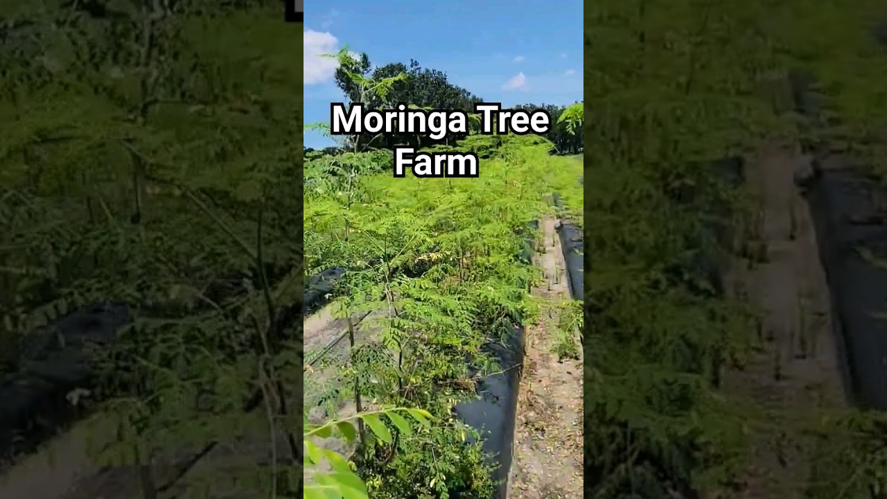 Moringa Tree Farm #moringa #moringatree #moringaleaves - YouTube