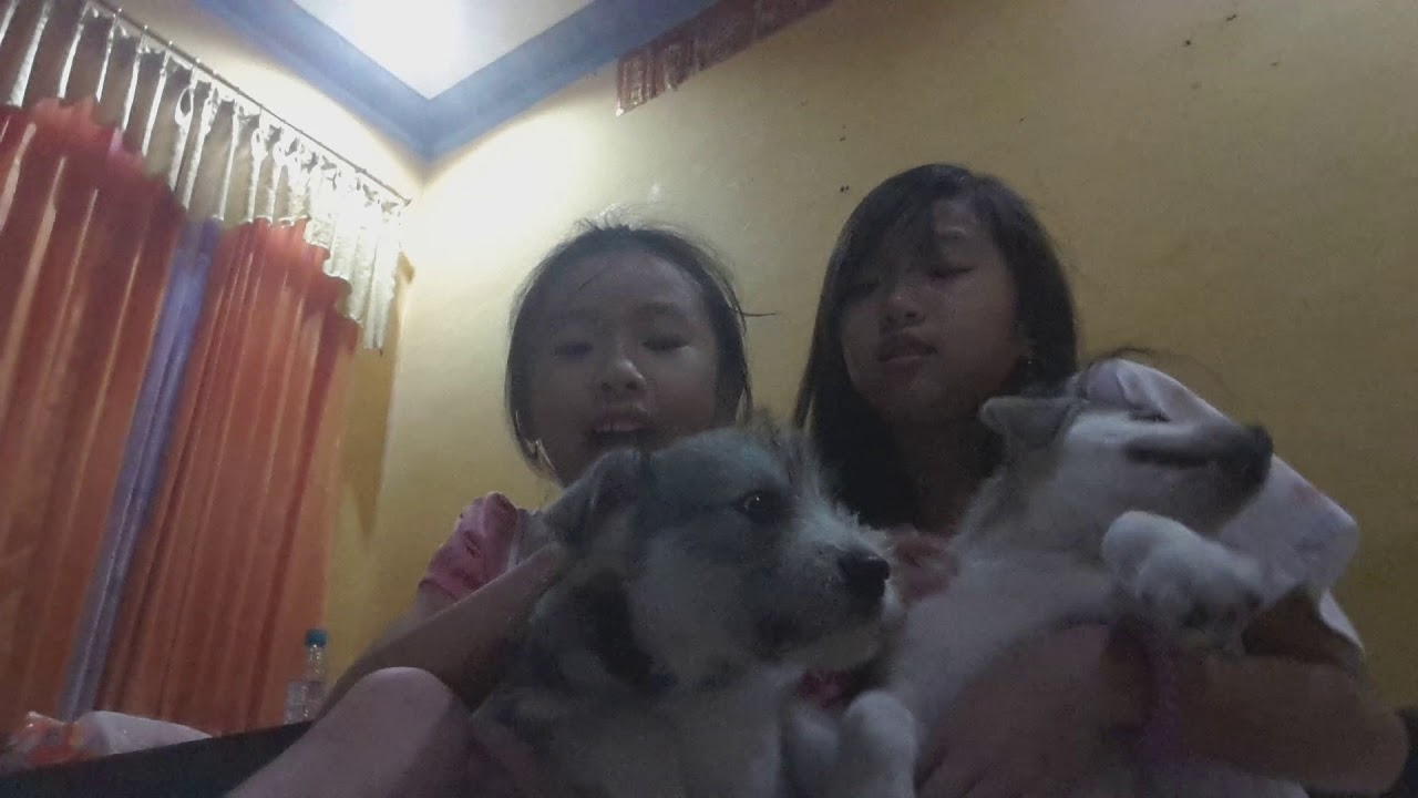 LAGI MAIN SAMA ANJING - YouTube