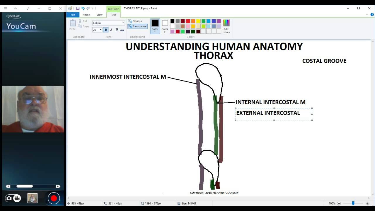 UNDERSTANDING HUMAN ANATOMY-THORAX THORACIC WALL PART 2 - YouTube