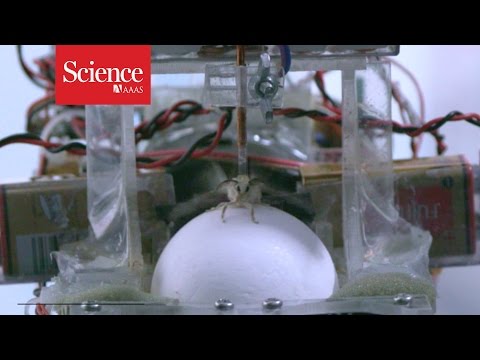 Watch a moth drive a robot car | Safe Videos for Kids