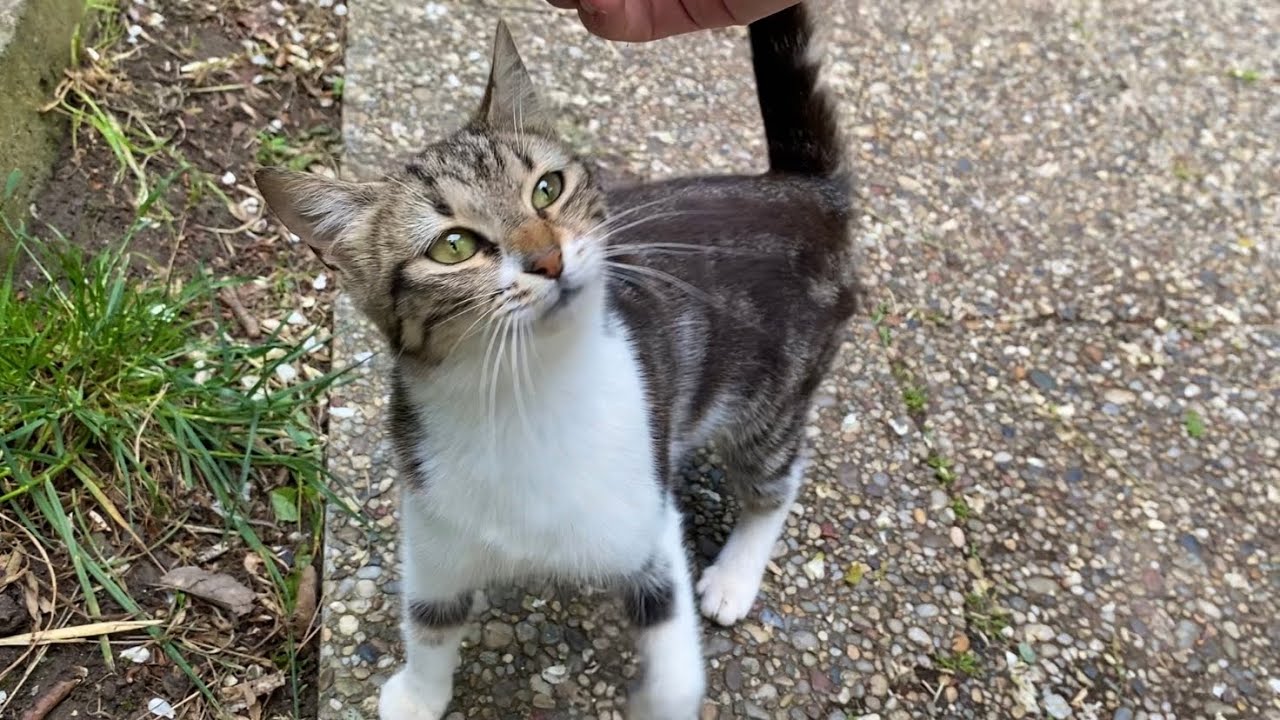 Cute Kittens living on the street. These Cats are so beautiful, I gave ...