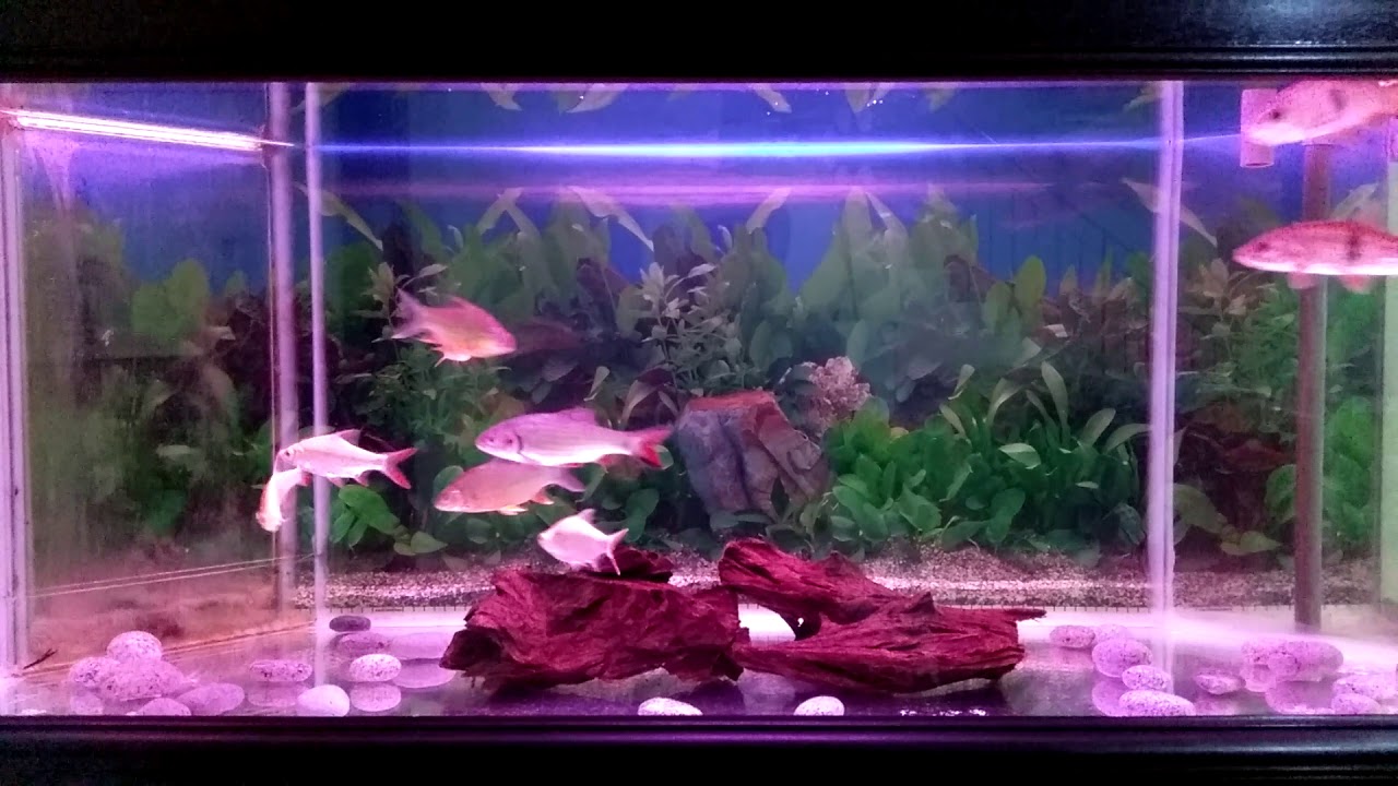 My aquarium with Hampalas, Lemon finned barbs, Red cheek barbs and Tin ...