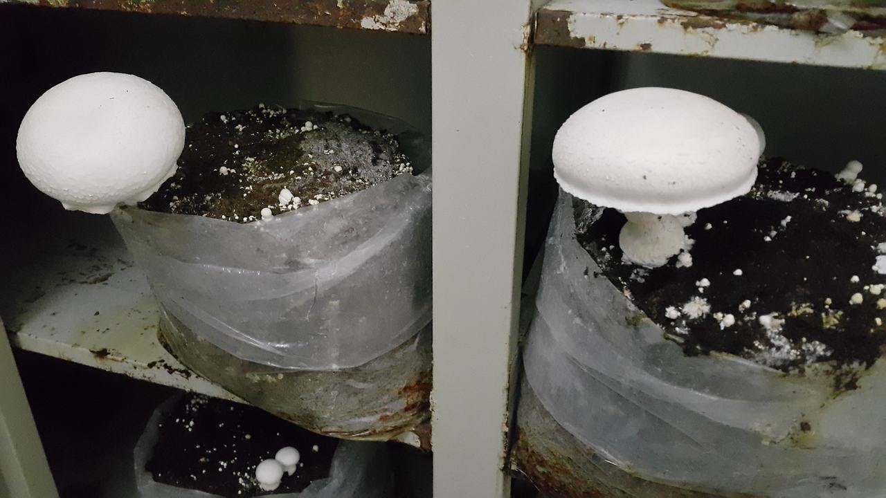 Mushroom Production Unit, White button mushroom (Agaricus bisporus ...