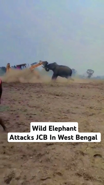 Shocking | Provoked By Locals, Wild Elephant Attacks JCB In West Bengal #shorts - YouTube