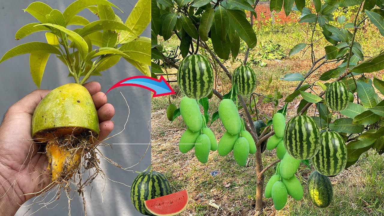 How To Grow Mango with Watermelon From Mango and Watermelon Fruit - YouTube
