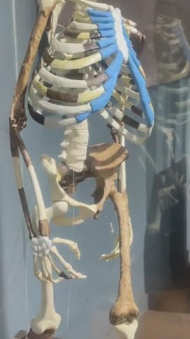 Oldest Human Skeleton viral video - YouTube