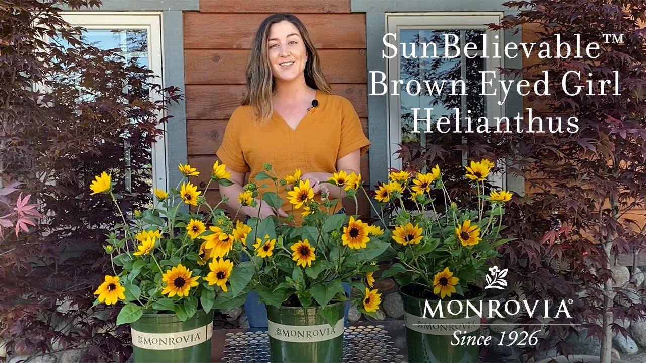 Monrovia | SunBelievable™ Brown Eyed Girl Helianthus - YouTube