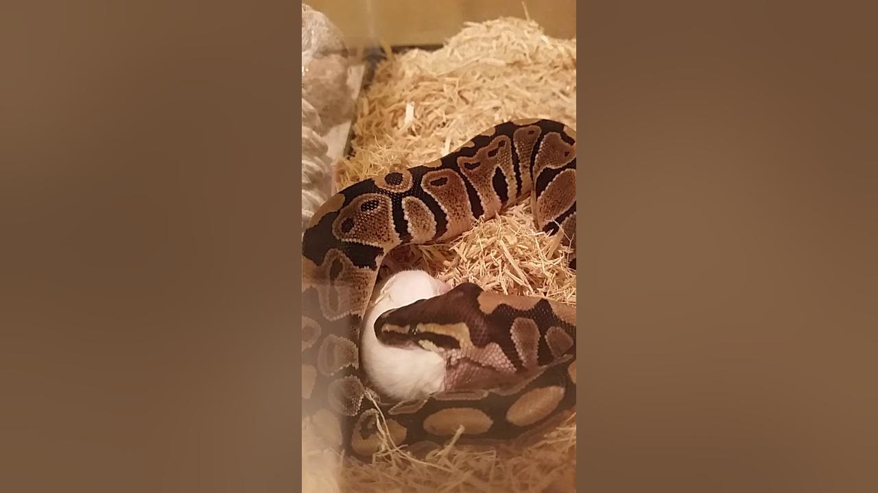 Ball Python eating a mouse - YouTube