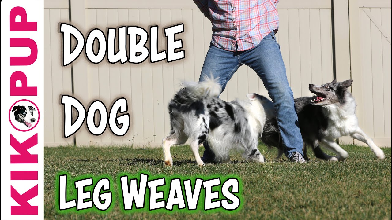 Double Dog Leg Weaves - Advanced Dog Trick - YouTube