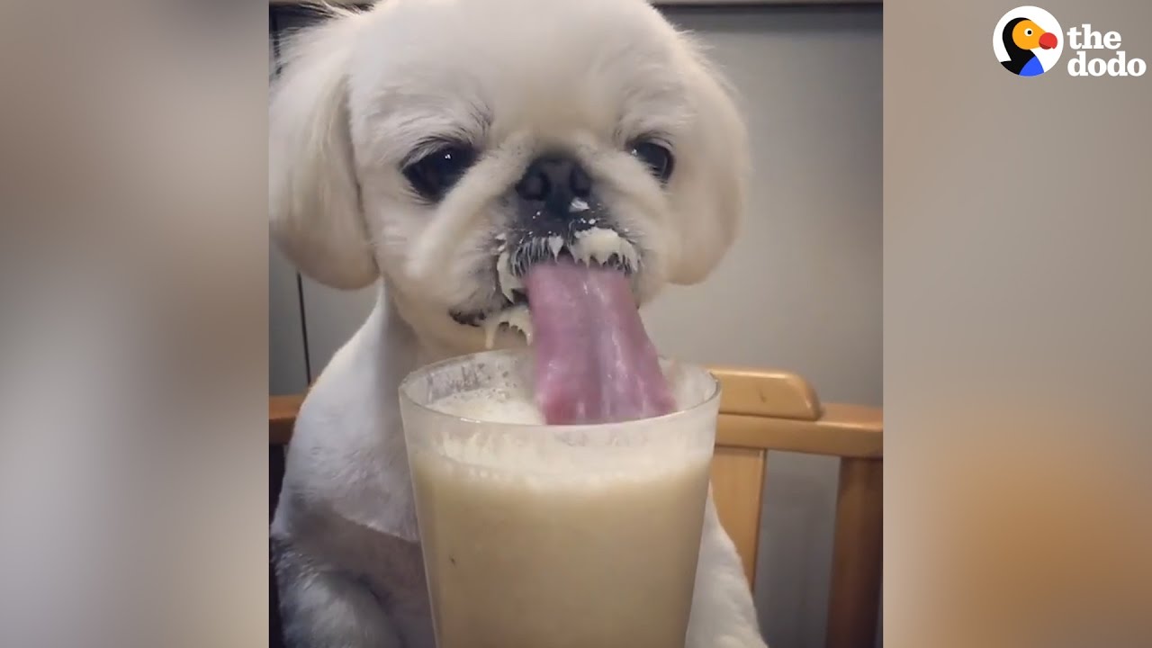 Dog Slurps His Smoothie - YouTube