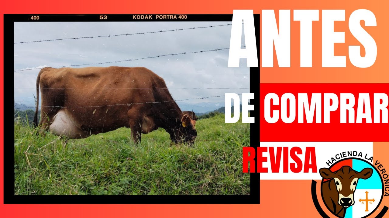NO COMPRES VACAS SIN ANTES REVISAR BIEN SUS UBRES - YouTube