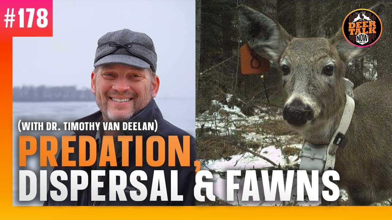 #178: PREDATION, DISPERSAL & FAWNS with Dr. Tim Van Deelan | Deer Talk ...