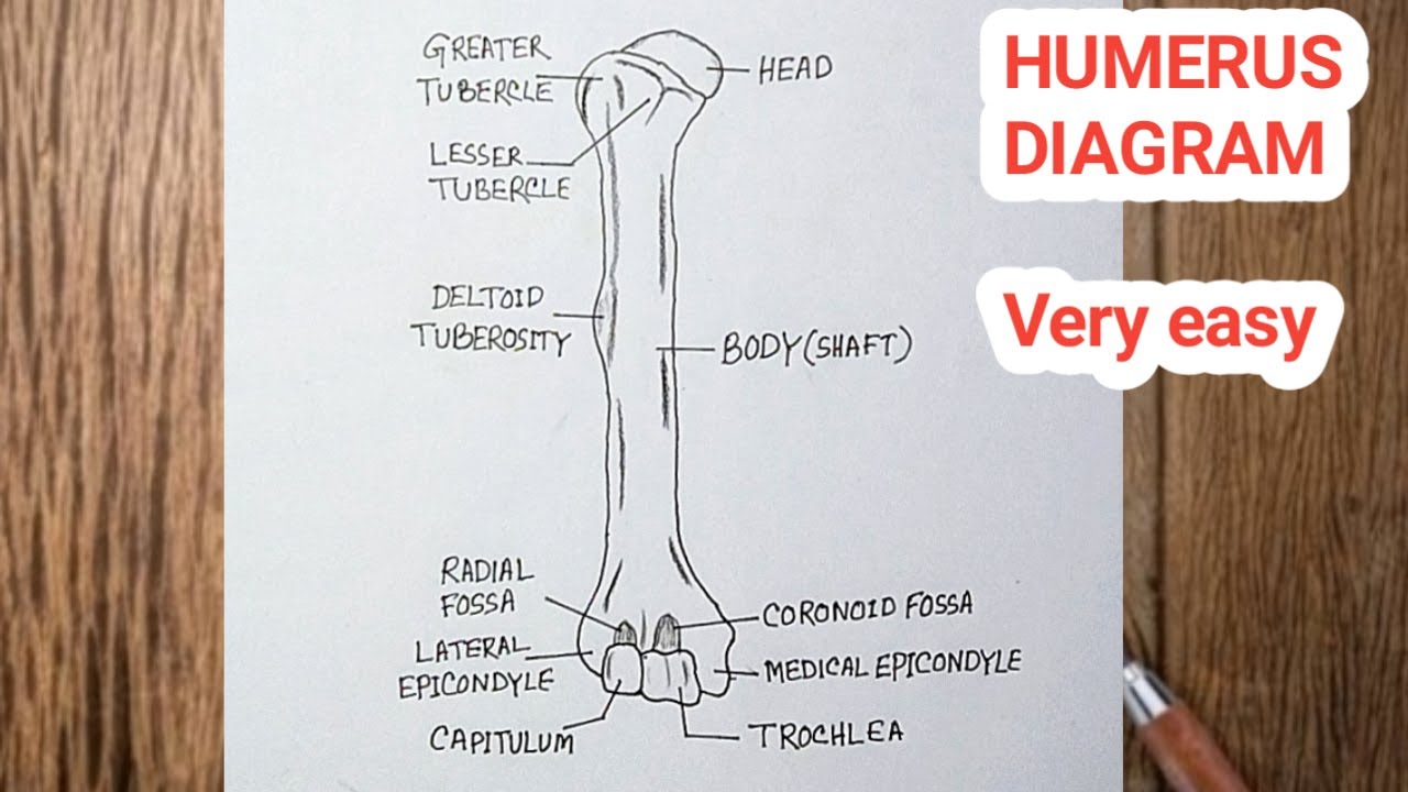 How To Draw Humerus Bone / Humerus Diagram Easy - YouTube