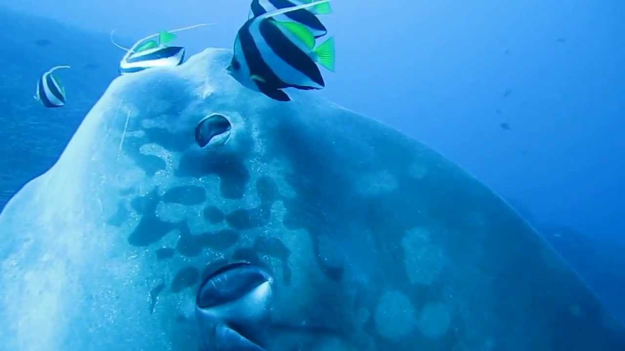 Amazing Sunfish Mola Mola on Bali Nusa Penida.. - YouTube