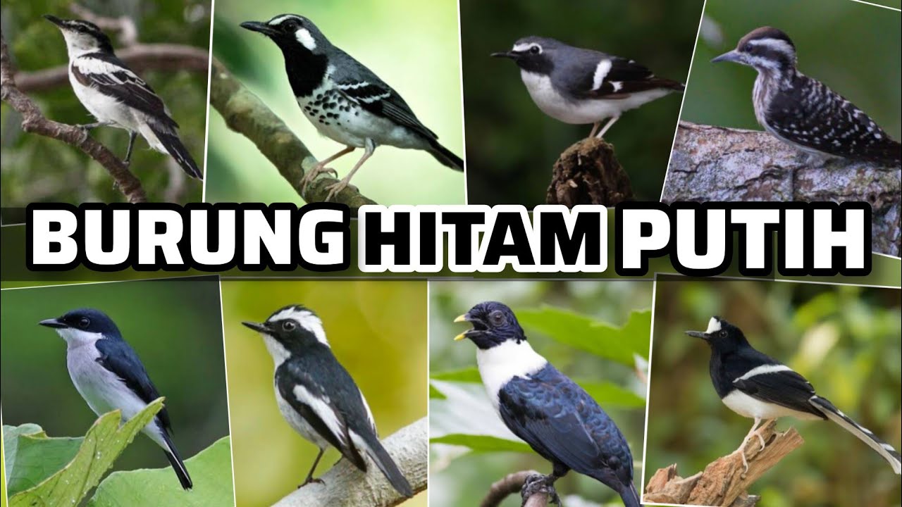 Burung warna hitam putih di Indonesia, burung kicau, 15 jenis burung ...